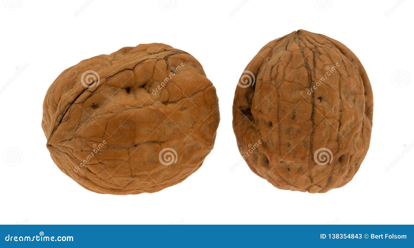Two Walnuts Isolated on a White Background Side View Stock Image ...