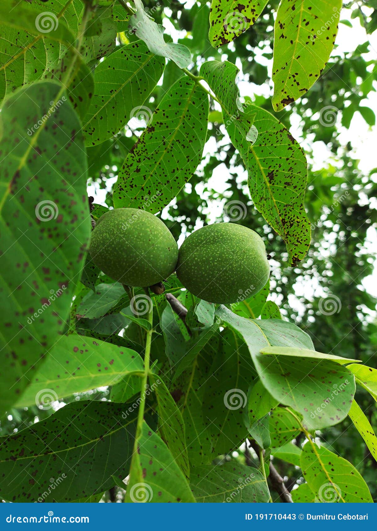 Two Walnuts, Still in Their Green Protective Shell, Hanging between the ...