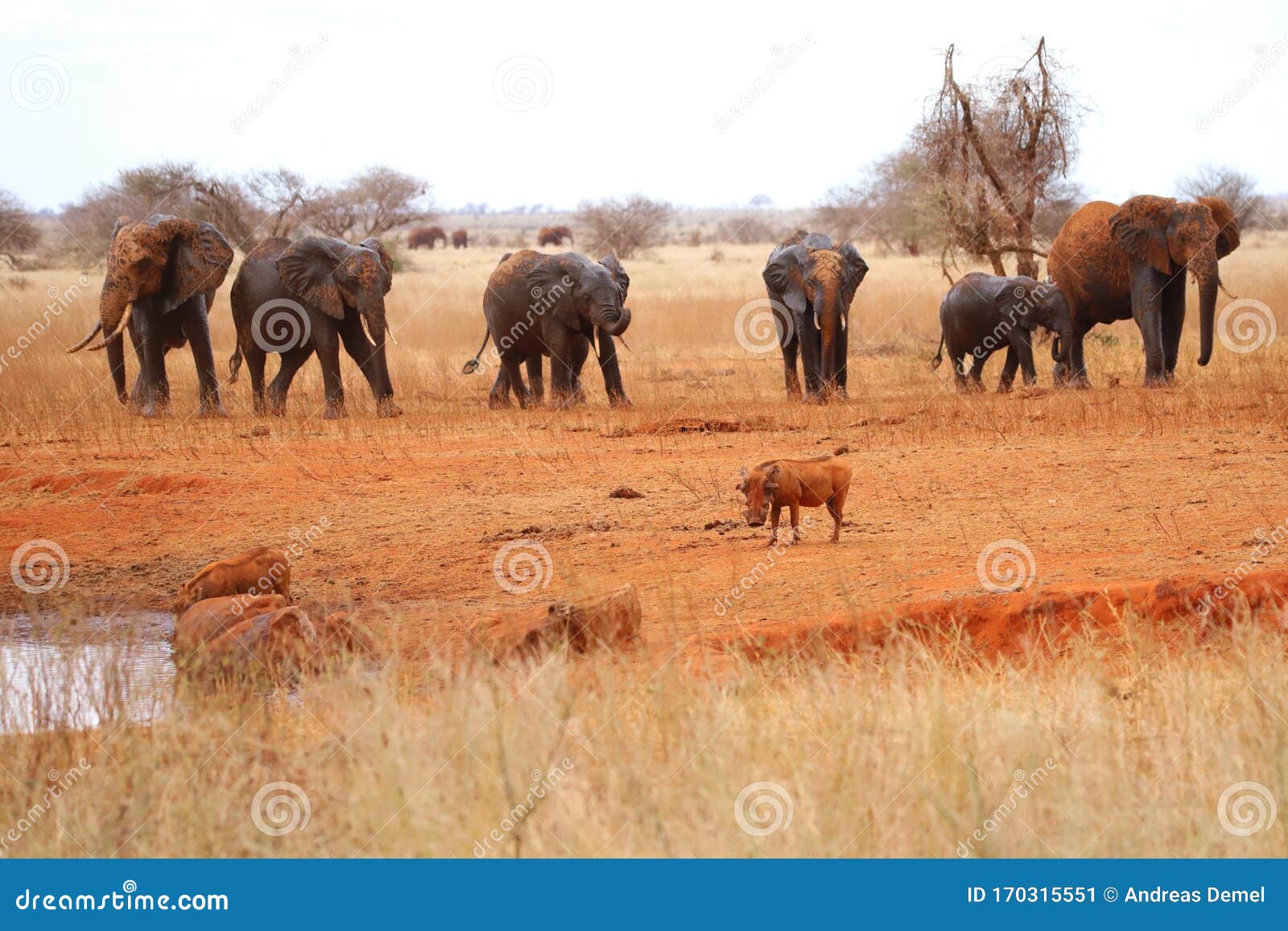 Two Warthogs and Nine Elephants Stock Image - Image of habitat ...