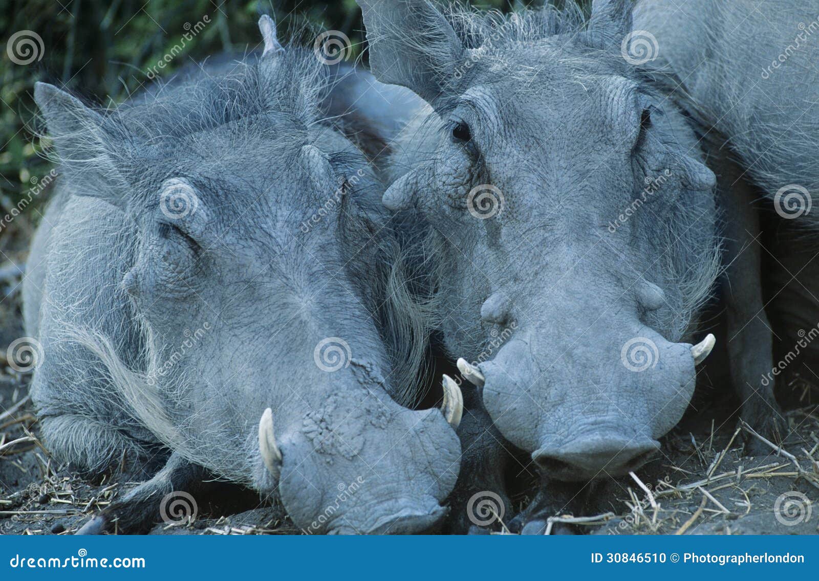 Two Warthogs Side by Side Close-up Stock Photo - Image of warthog, pair ...