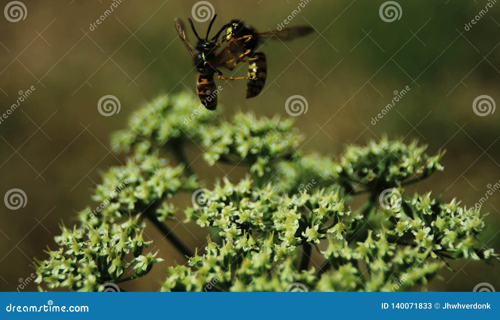 Fighting Wasps And Bees To Death. Wasp Catching A Bee. Wasp Killing A ...