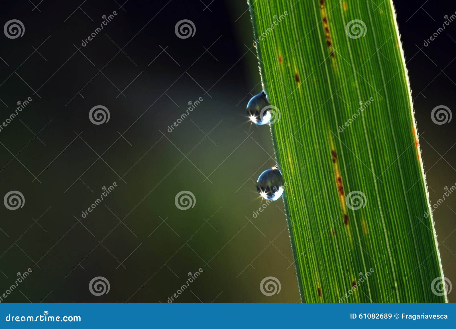 Two water drops macro stock image. Image of reflect, water - 61082689
