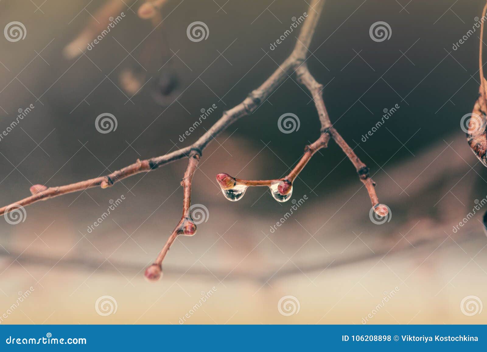 Two water drops on a twig stock photo. Image of nature - 106208898