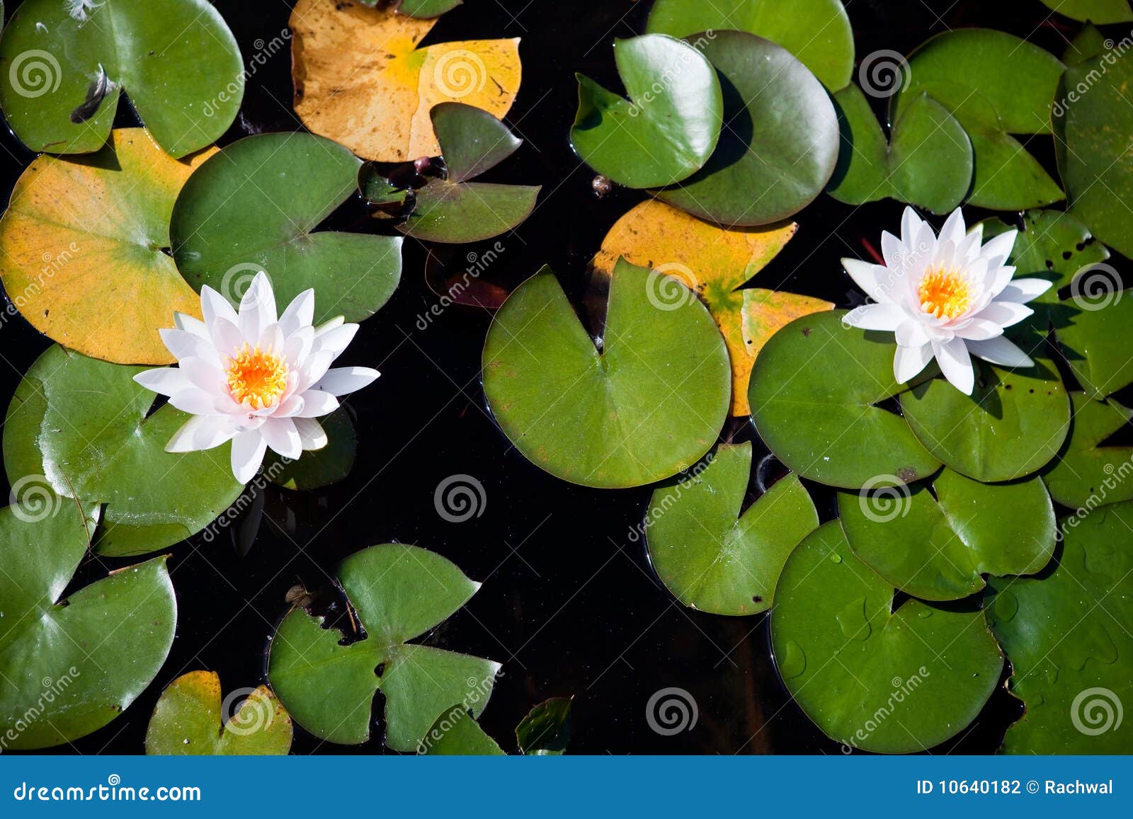 Two Water Lilies - Top View Stock Photo - Image of summer, spring: 10640182