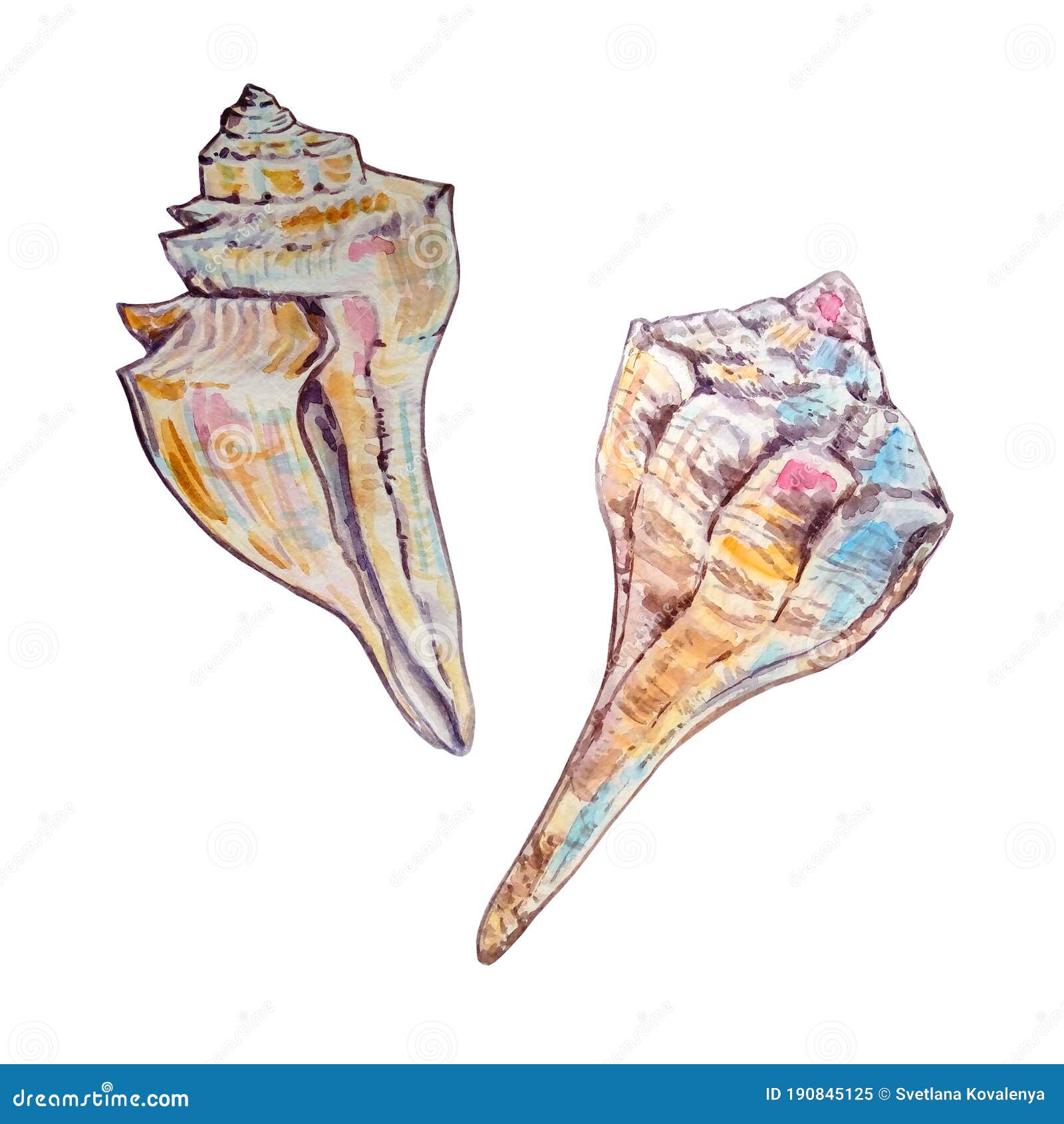 Two Watercolor Multicolored Seashells Stock Illustration - Illustration ...