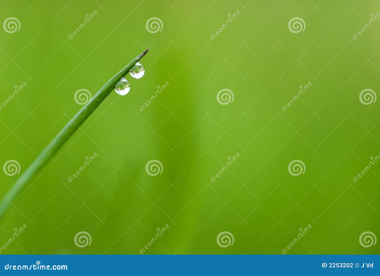 Two waterdrops on grass stock photo. Image of greenery - 2253202