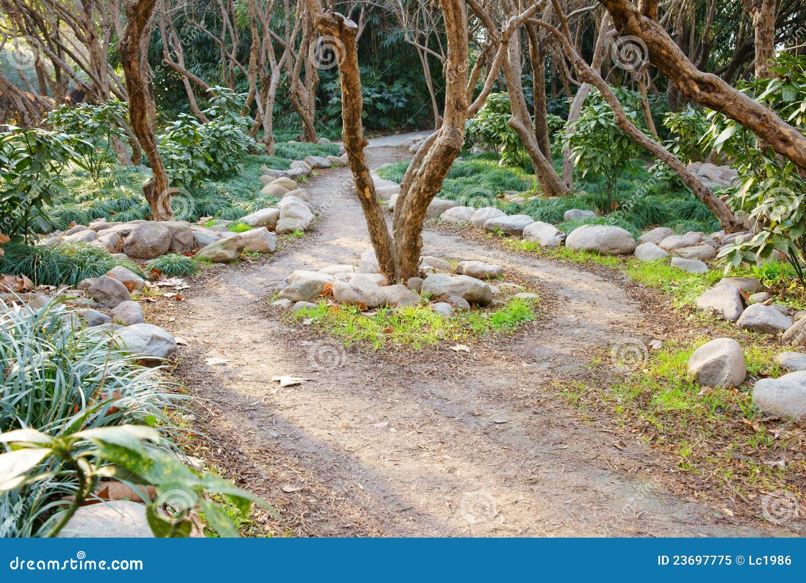 Two Way Path Around the Tree Stock Image - Image of green, color: 23697775