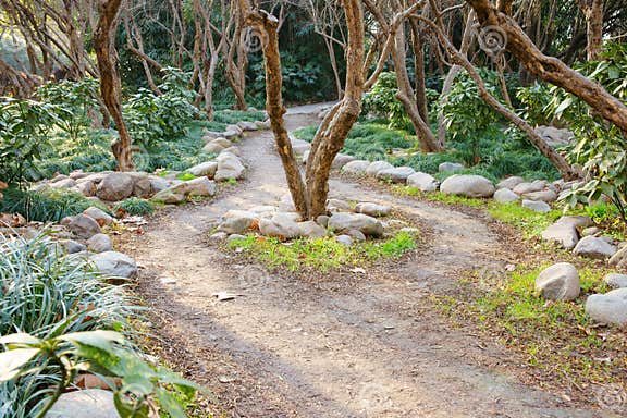 Two Way Path Around the Tree Stock Image - Image of green, color: 23697775