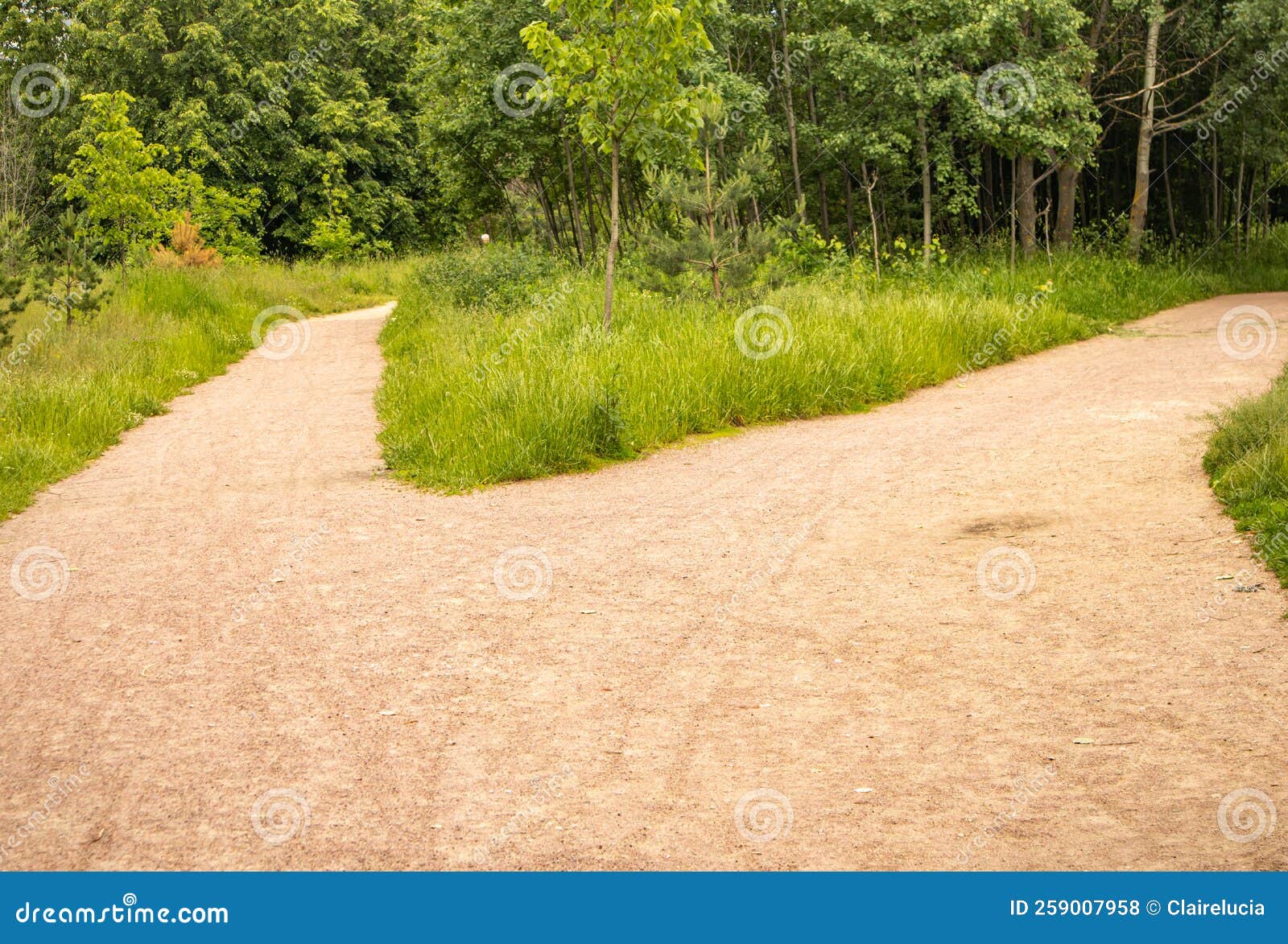 Two Ways, Choose the Road, Close-up of the Forest Fork Stock Photo ...