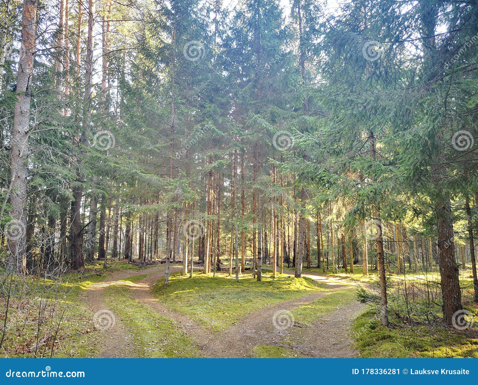 Two ways in forest stock image. Image of nature, plant - 178336281