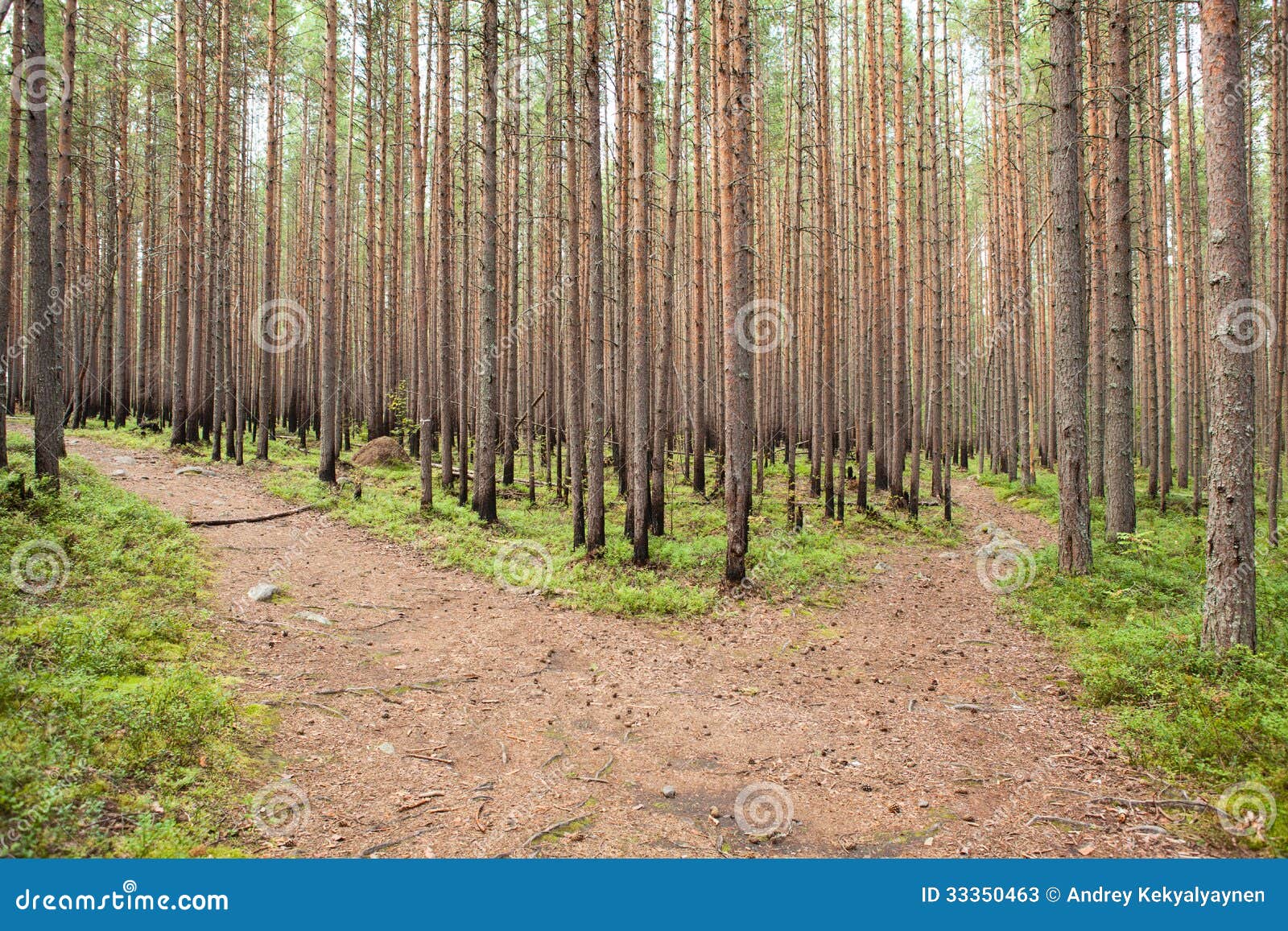 Two ways in forest stock image. Image of footpath, lush - 33350463