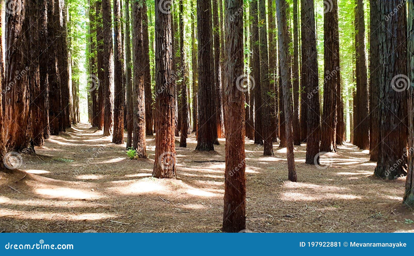 The Divided Path between Tall Trees Stock Image - Image of sunlight ...