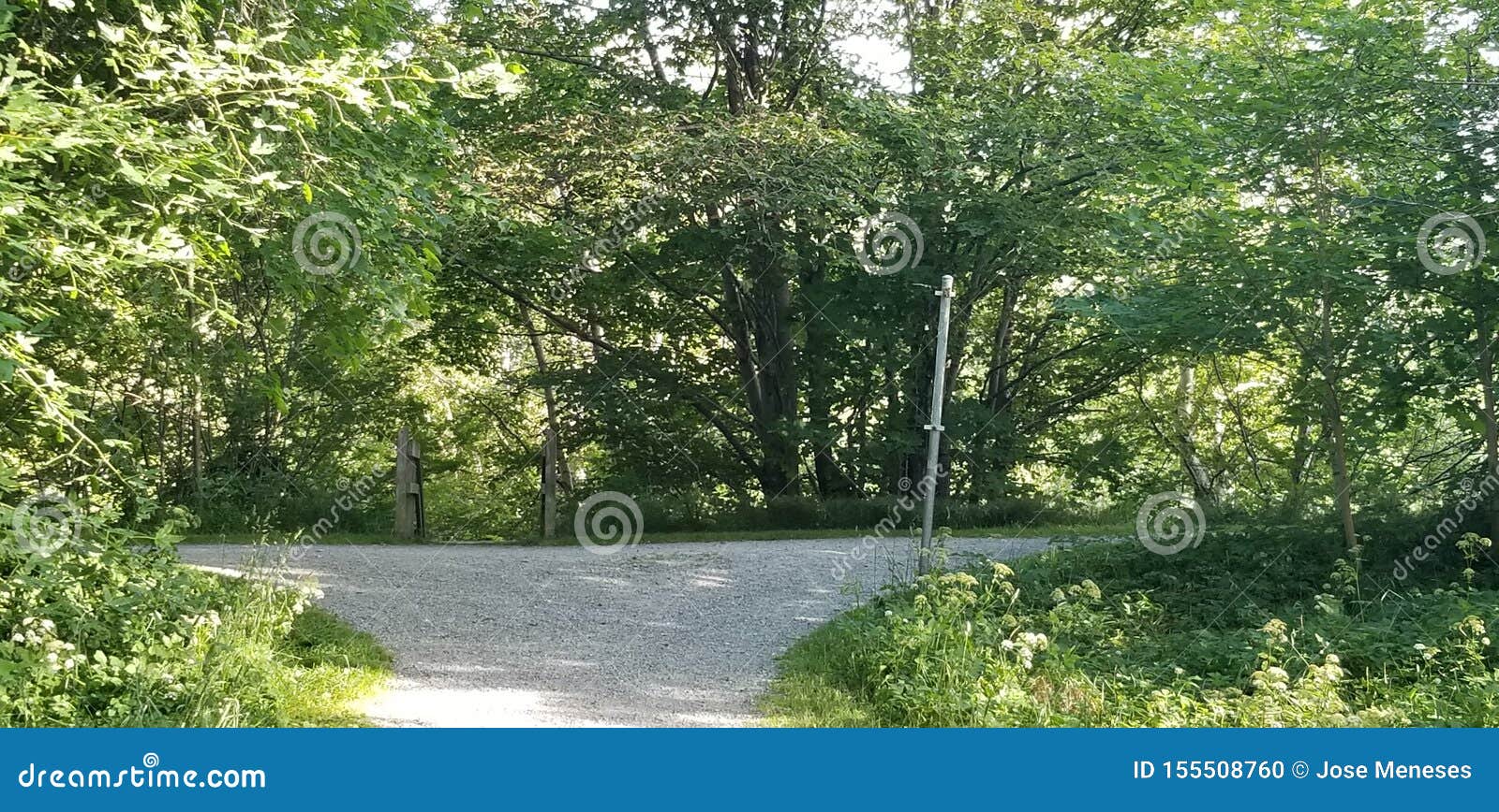 Two ways on the path stock photo. Image of sunrays, green - 155508760