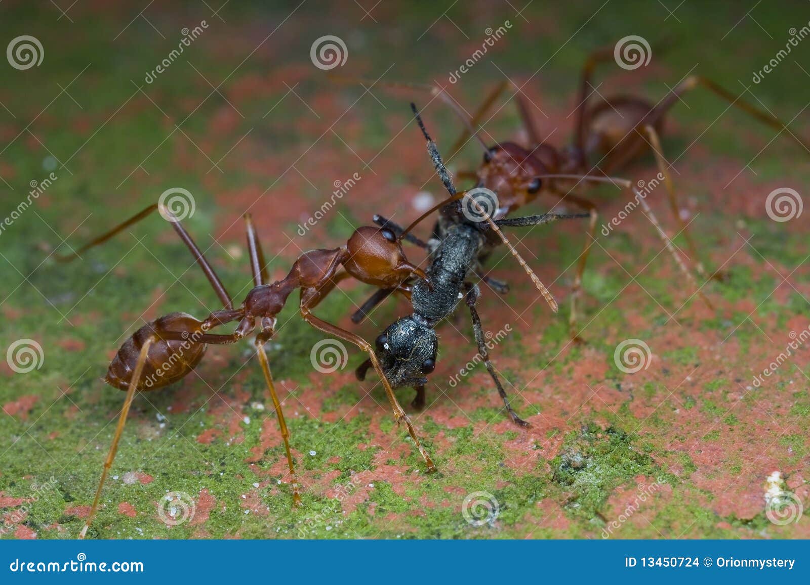 Ants Attacking A Cutworm Moth Caterpillar Stock Photo | CartoonDealer ...