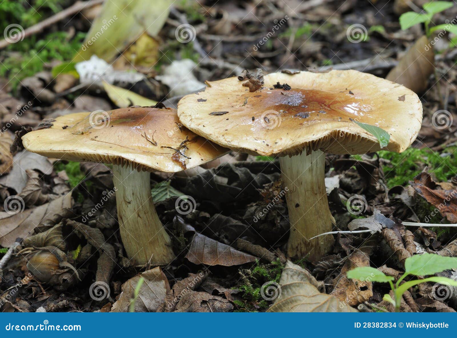 Two Webcap fungi stock photo. Image of woodland, woods - 28382834