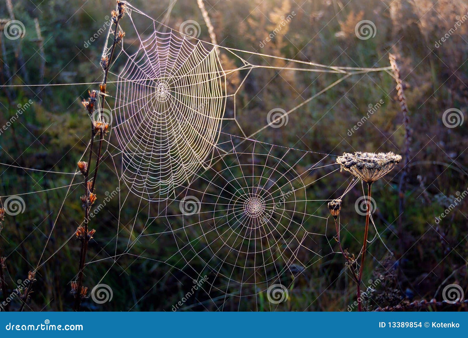 Two webs stock photo. Image of spider, plants, grid, threads - 13389854