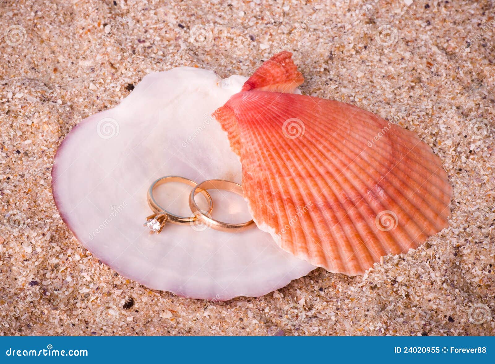 Two Wedding Golden Rings on Shell Stock Image - Image of crystal, color ...