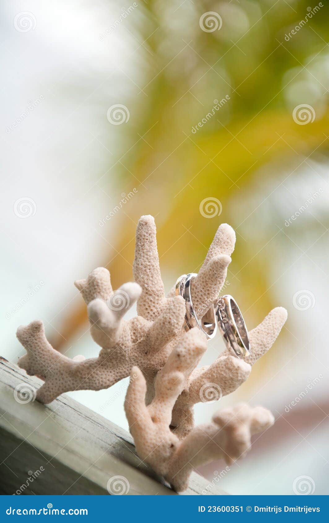 Two Wedding Rings on Coral in Front of the Seaside Stock Image - Image ...