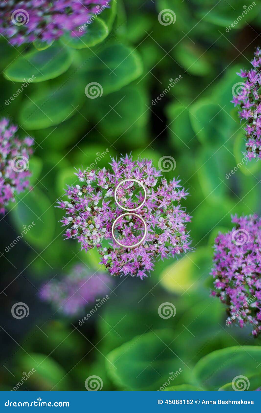 Two wedding rings on lilac stock photo. Image of lilac - 45088182