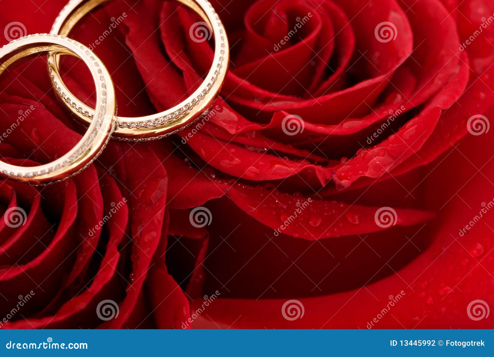 Two Wedding Rings and Red Roses Stock Photo - Image of rose, flower ...