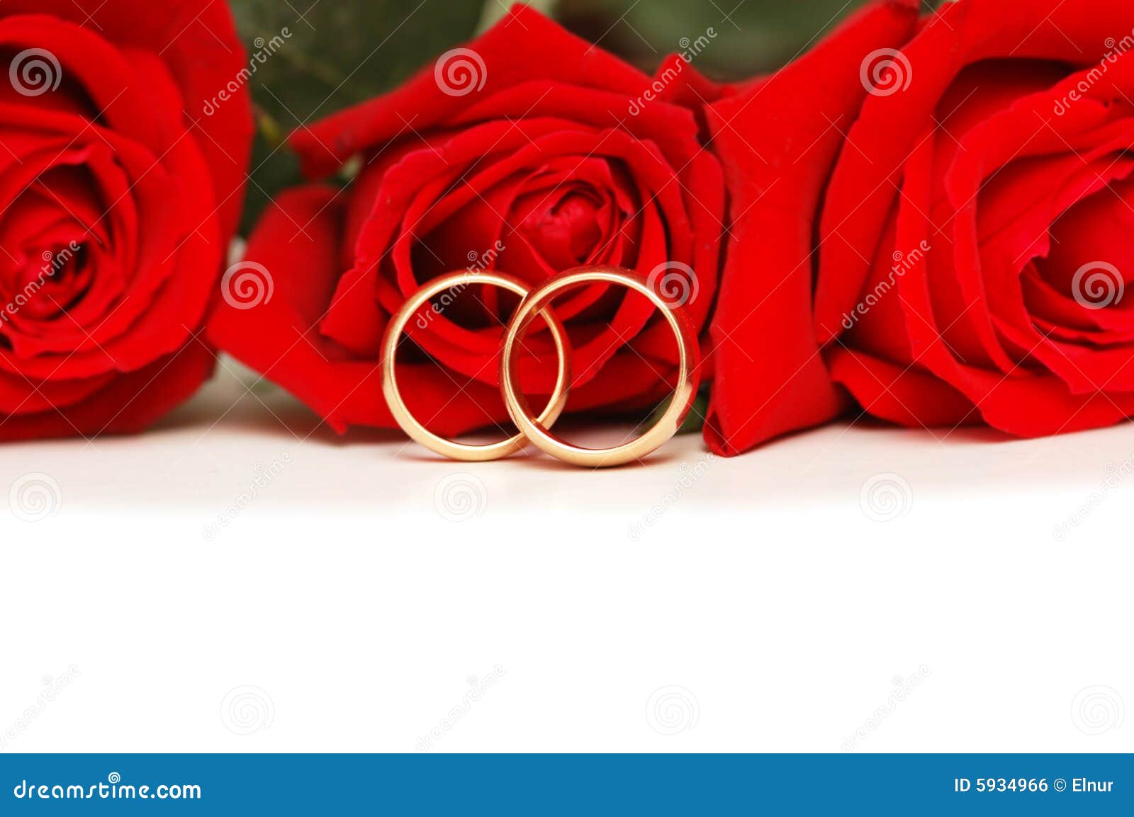 Two Wedding Rings and Red Roses Isolated on White Stock Photo - Image ...