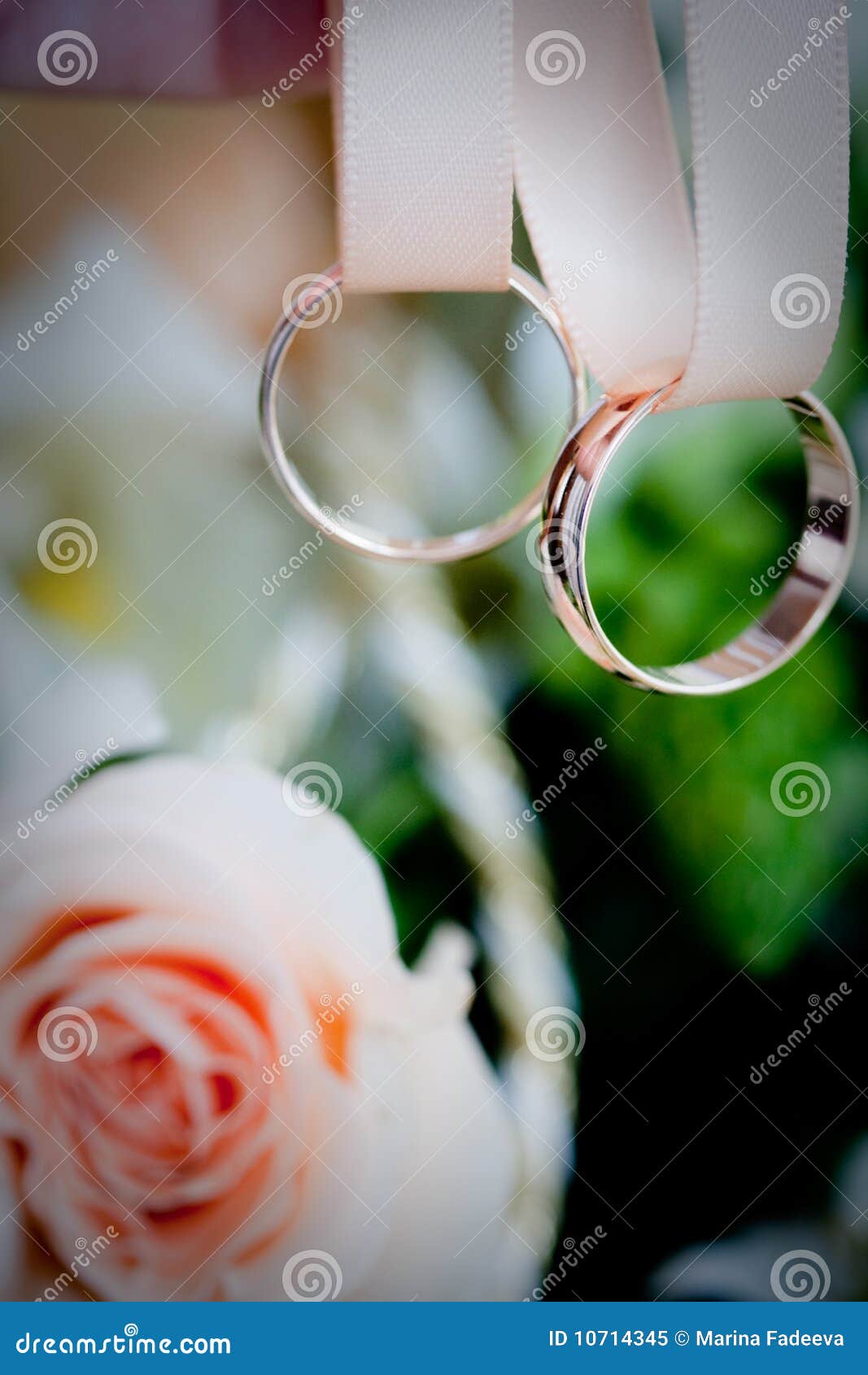 Two Wedding Rings on a Ribbon Stock Image - Image of silk, gentle: 10714345