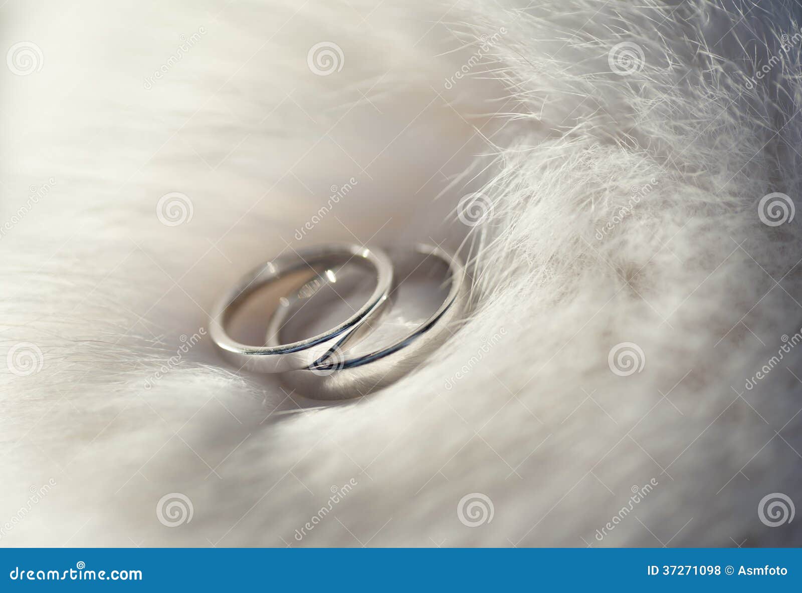 Two Wedding Rings on White Fur. Stock Photo - Image of golden, love ...
