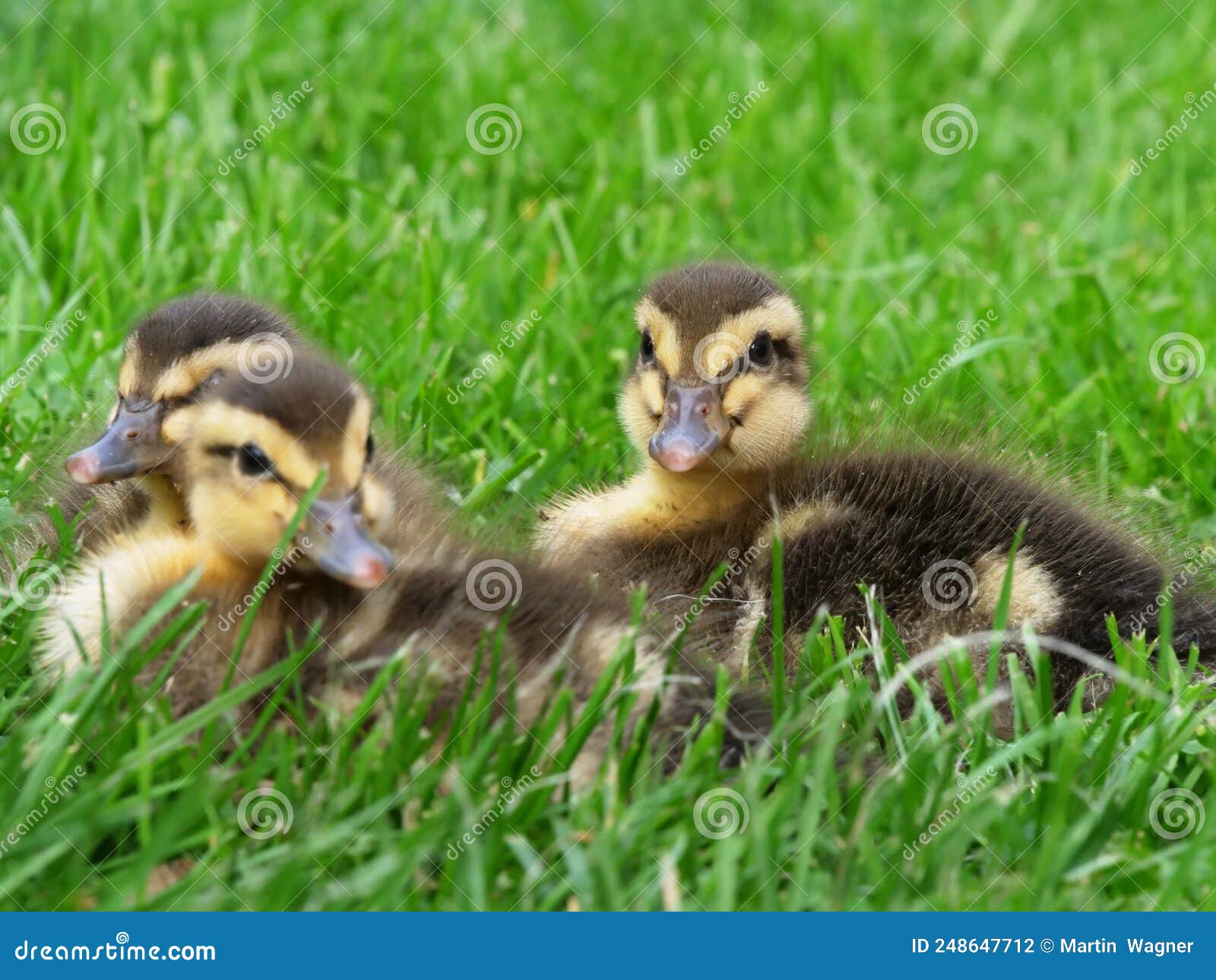 Two Week Old Ducklings in Different Actions Stock Photo - Image of ...