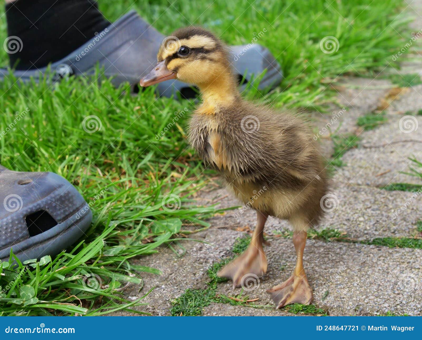 Two Week Old Ducklings in Different Actions Stock Image - Image of ...