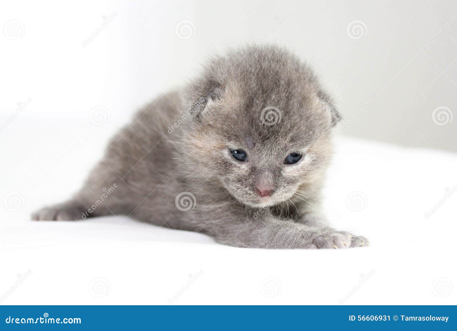 Two week old grey kitten stock image. Image of mammal - 56606931