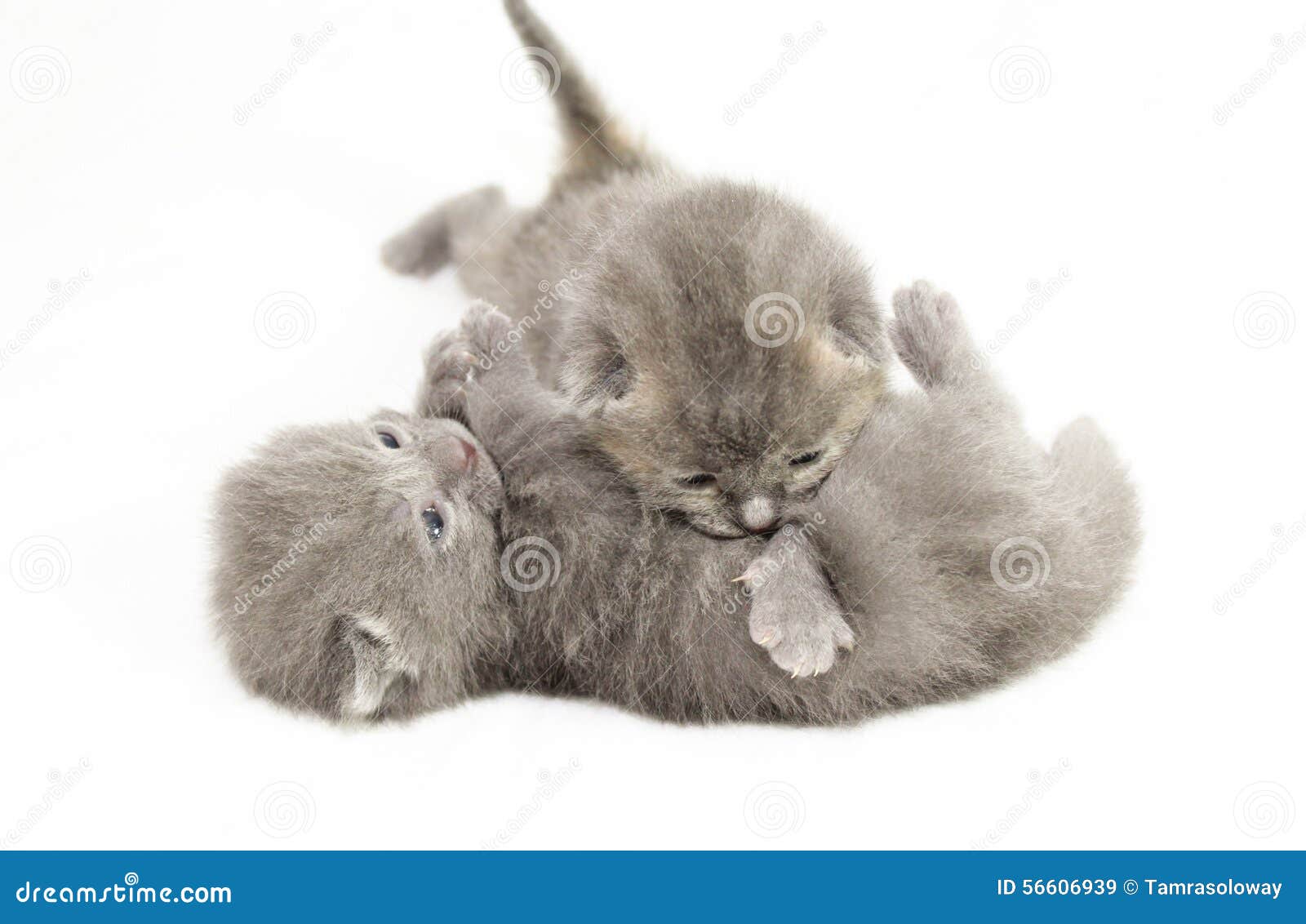Two week old grey kittens stock image. Image of pussycat - 56606939