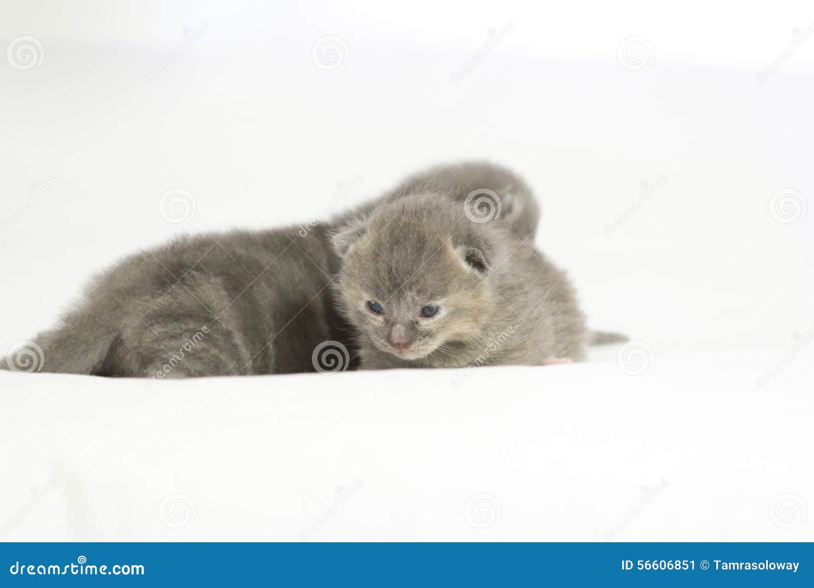 Two week old grey kittens stock image. Image of kitten - 56606851