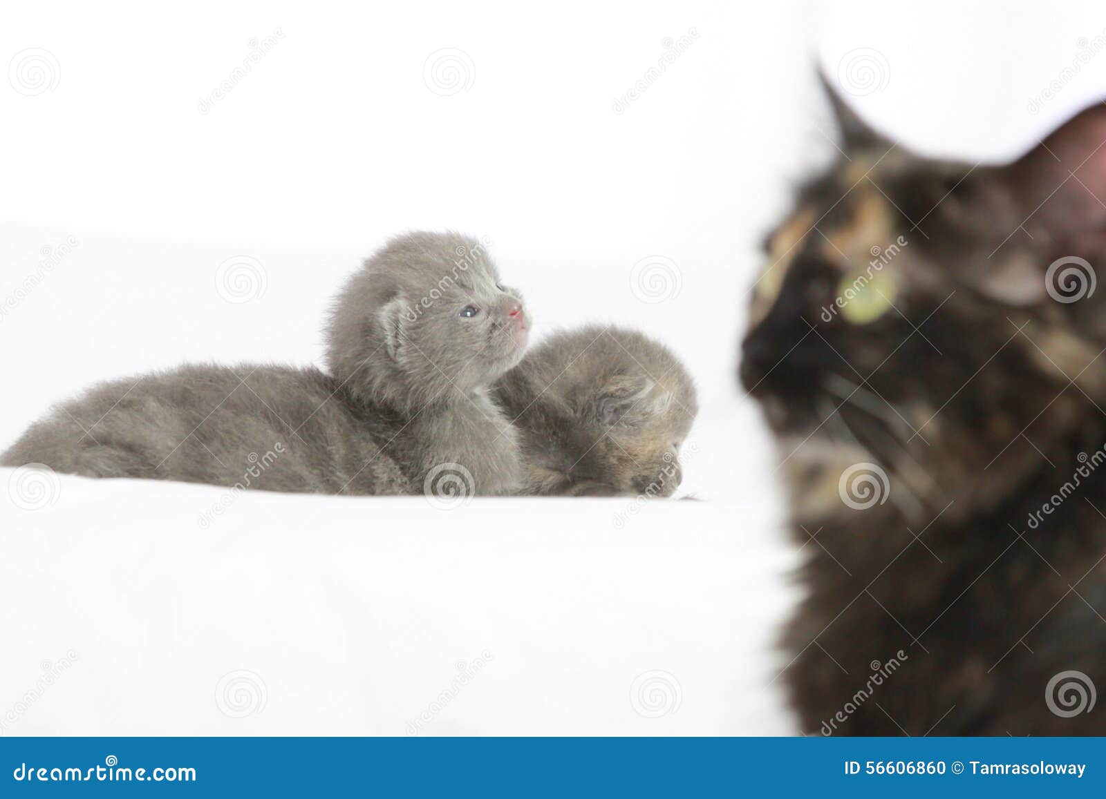 Two week old grey kittens stock photo. Image of meow - 56606860