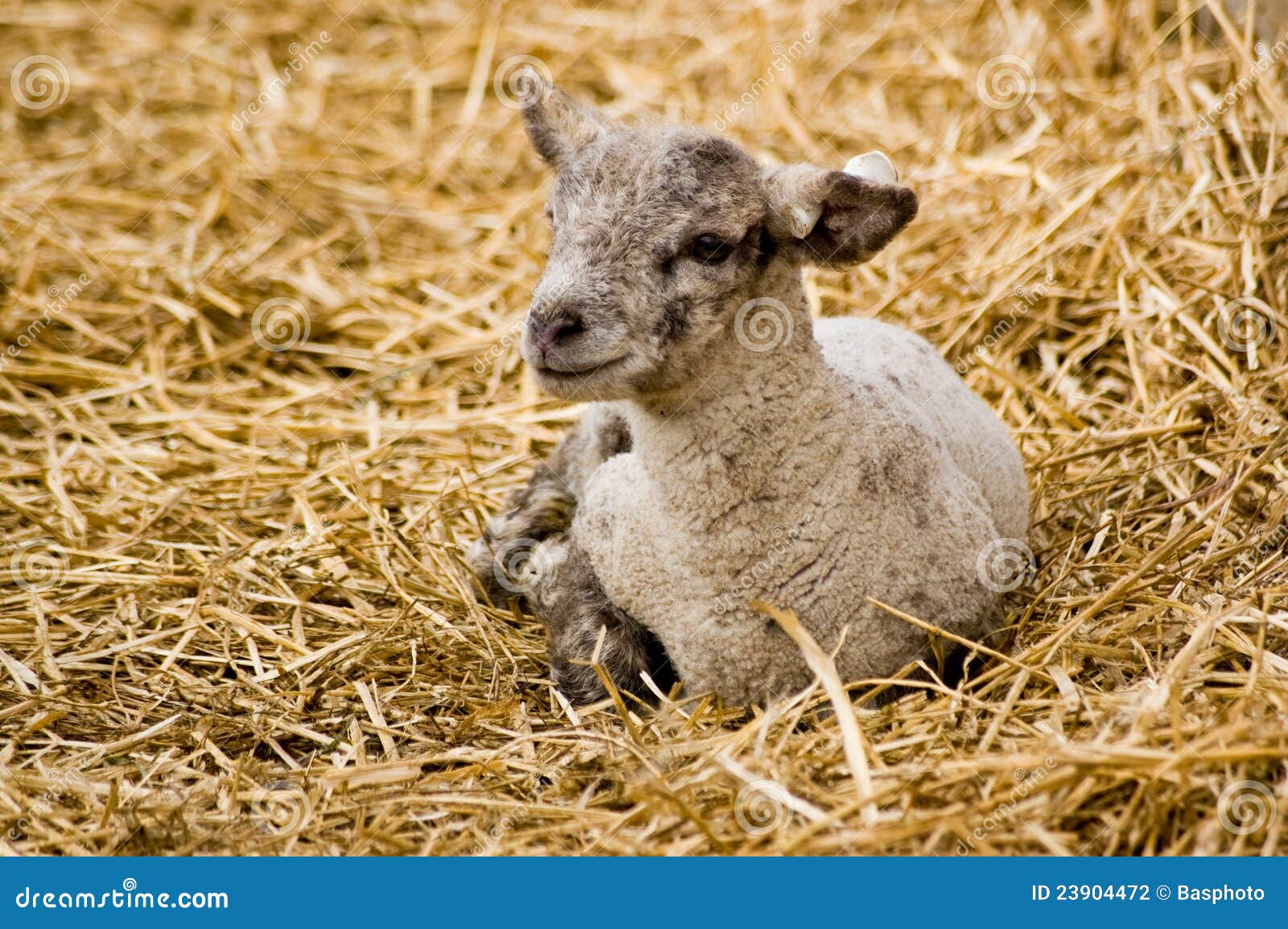 Two week old lamb resting stock photo. Image of livestock - 23904472