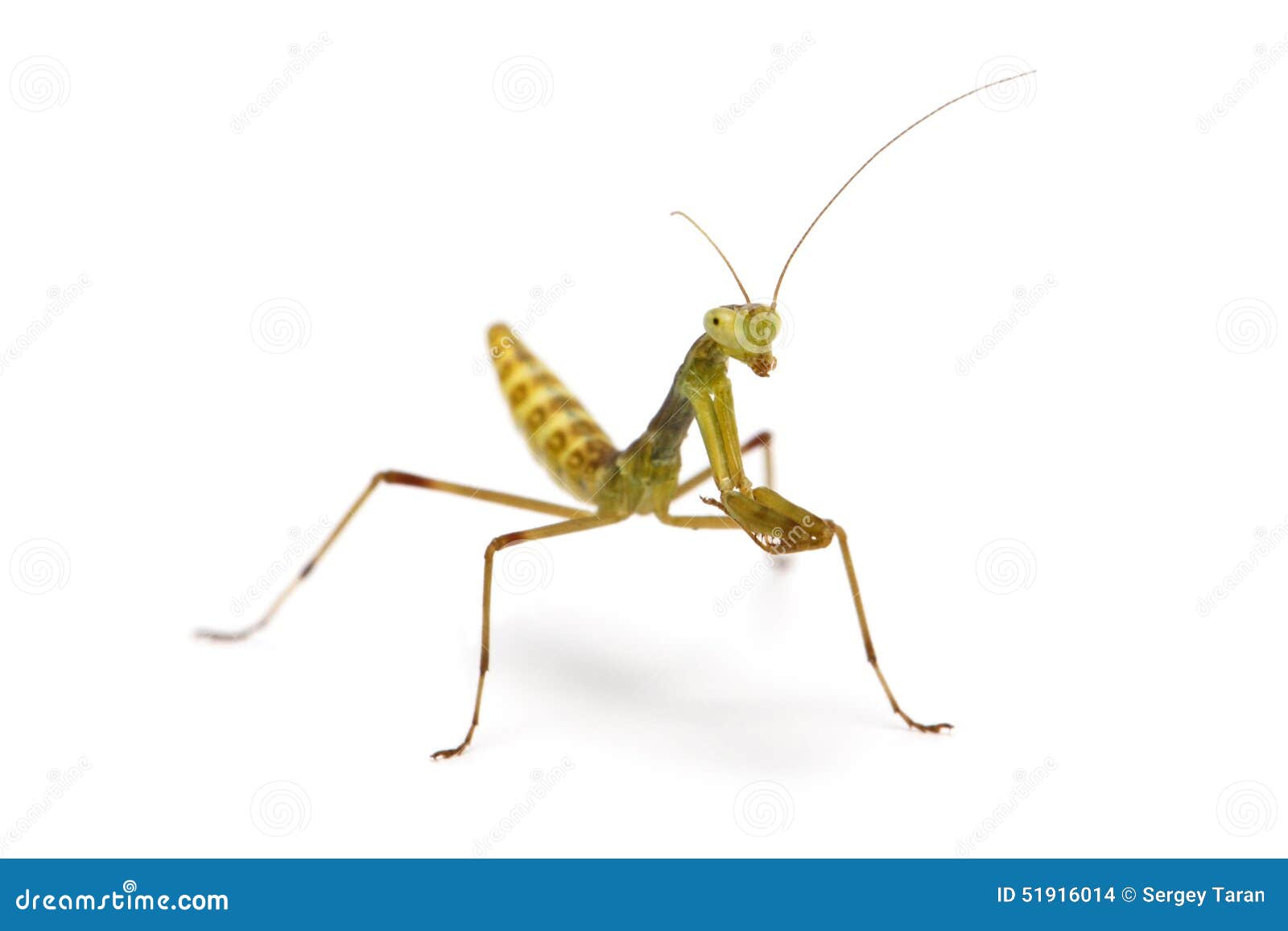 Two weeks old wood mantis stock photo. Image of wildlife - 51916014