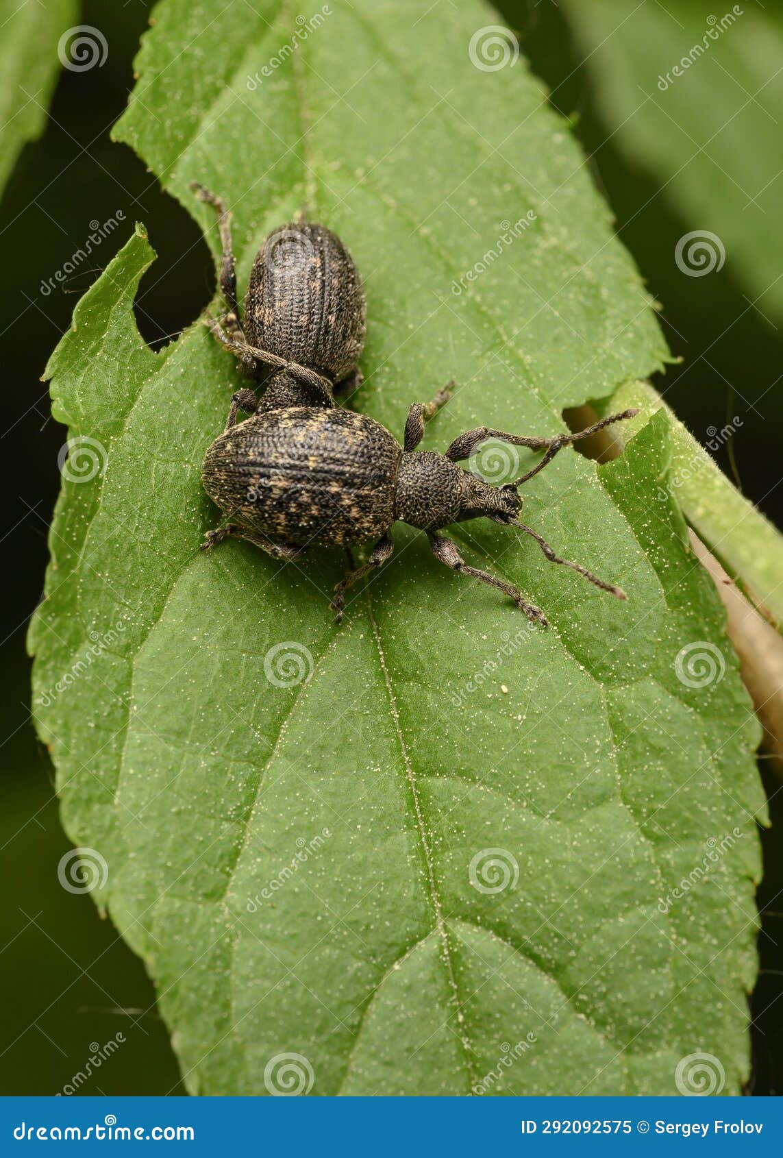 Two Weevil Beetles on a Tree Leaf Stock Image - Image of leaf, spring ...