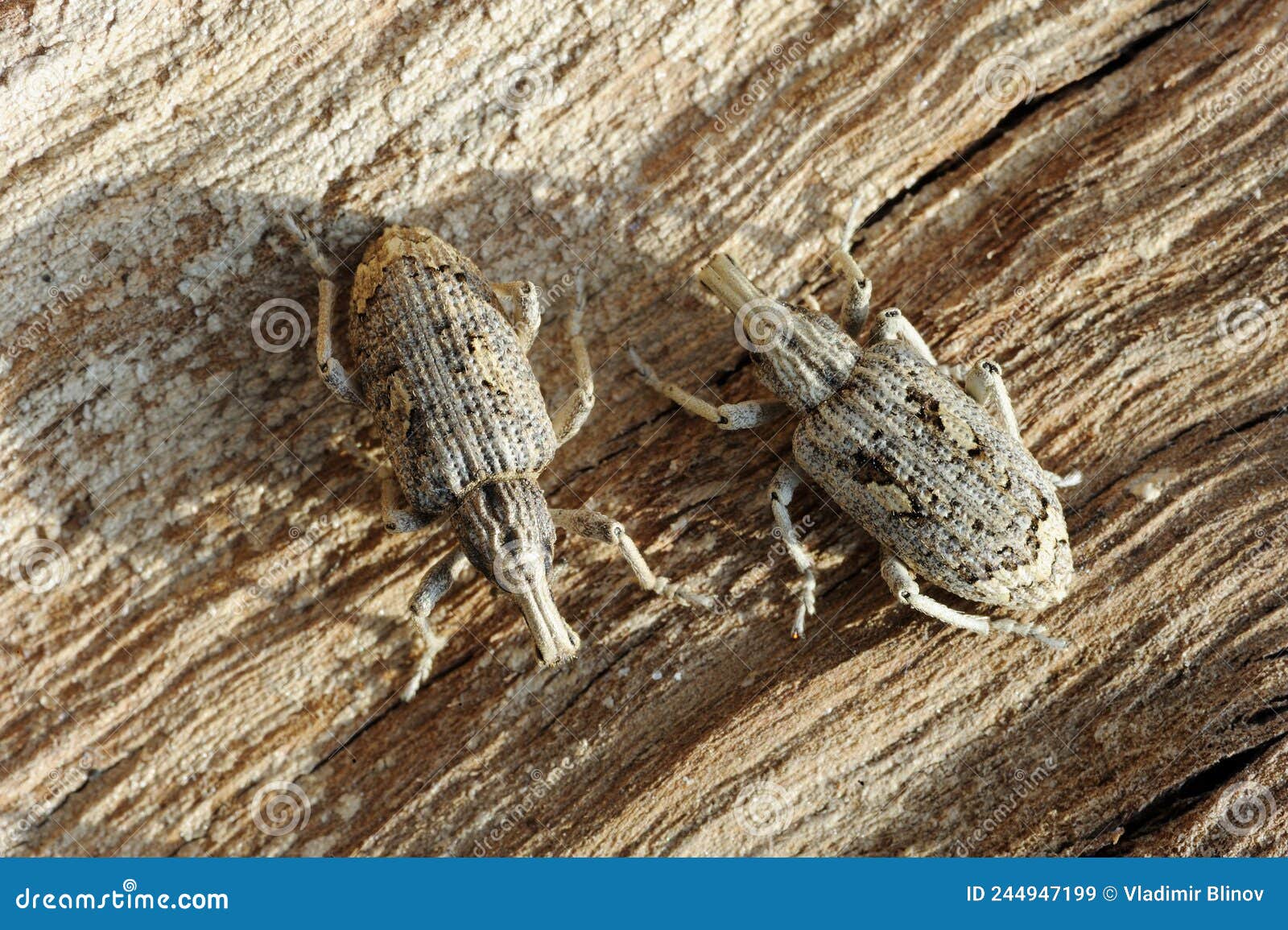 Two weevils stock image. Image of animal, nature, weevil - 244947199