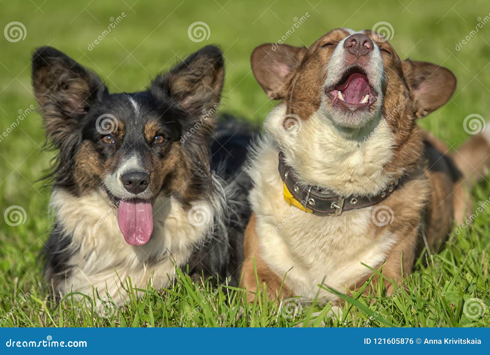 Two welsh corgi cardigan stock photo. Image of male - 121605876