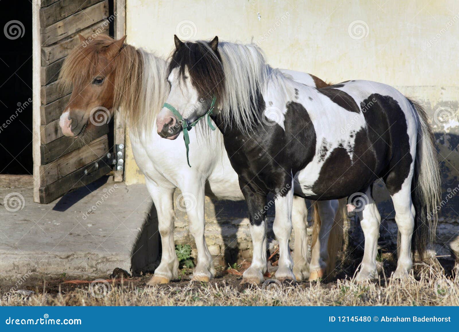Two welsh ponies stock photo. Image of domestic, africa - 12145480