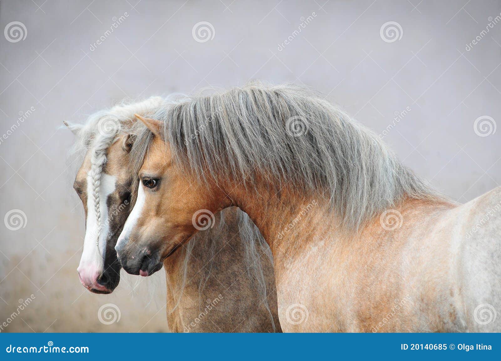 Two welsh ponies stock image. Image of small, chestnut - 20140685