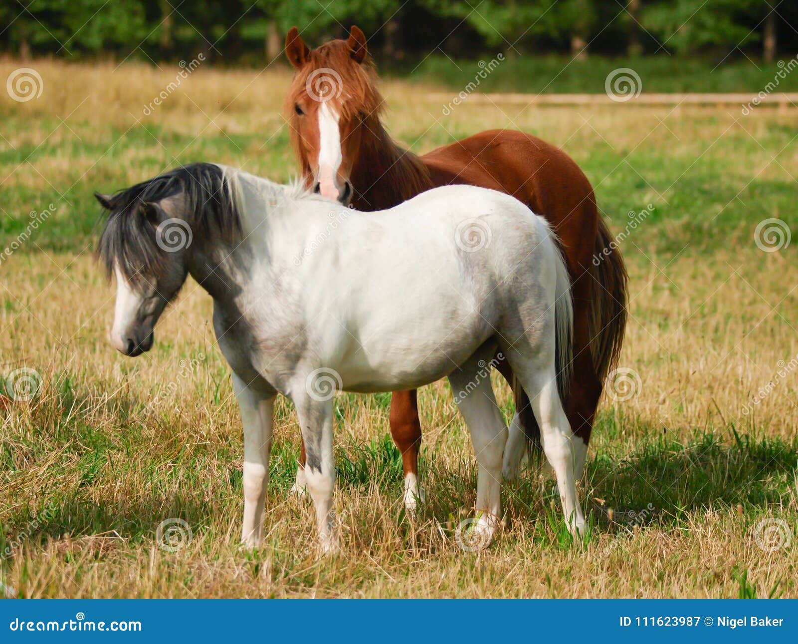 Two Welsh Ponies stock image. Image of welsh, herd, beauty - 111623987