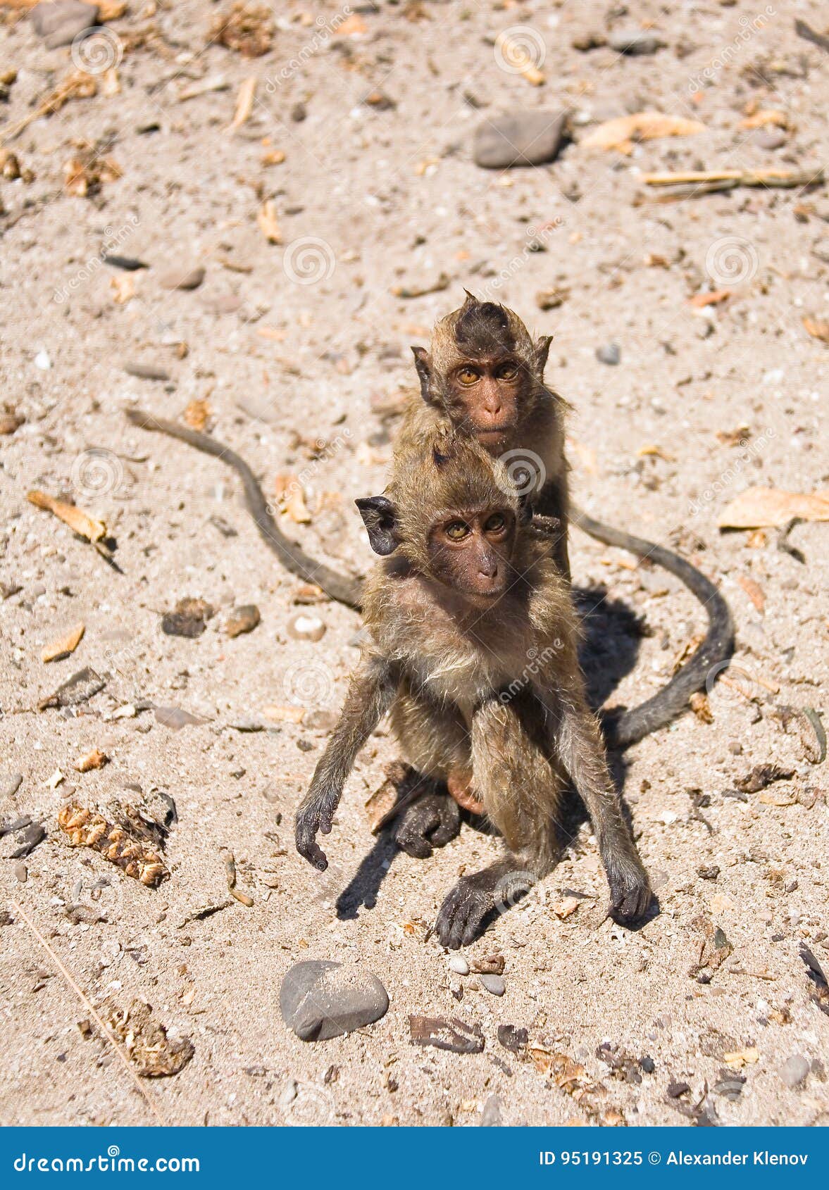 Two Wet Monkeys Sit on the Ground. Stock Image - Image of monkey ...