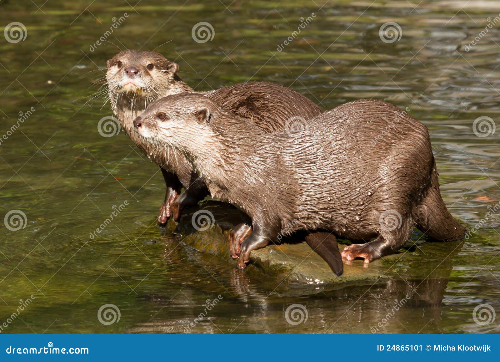 Two wet otters stock image. Image of cubs, nature, playing - 24865101