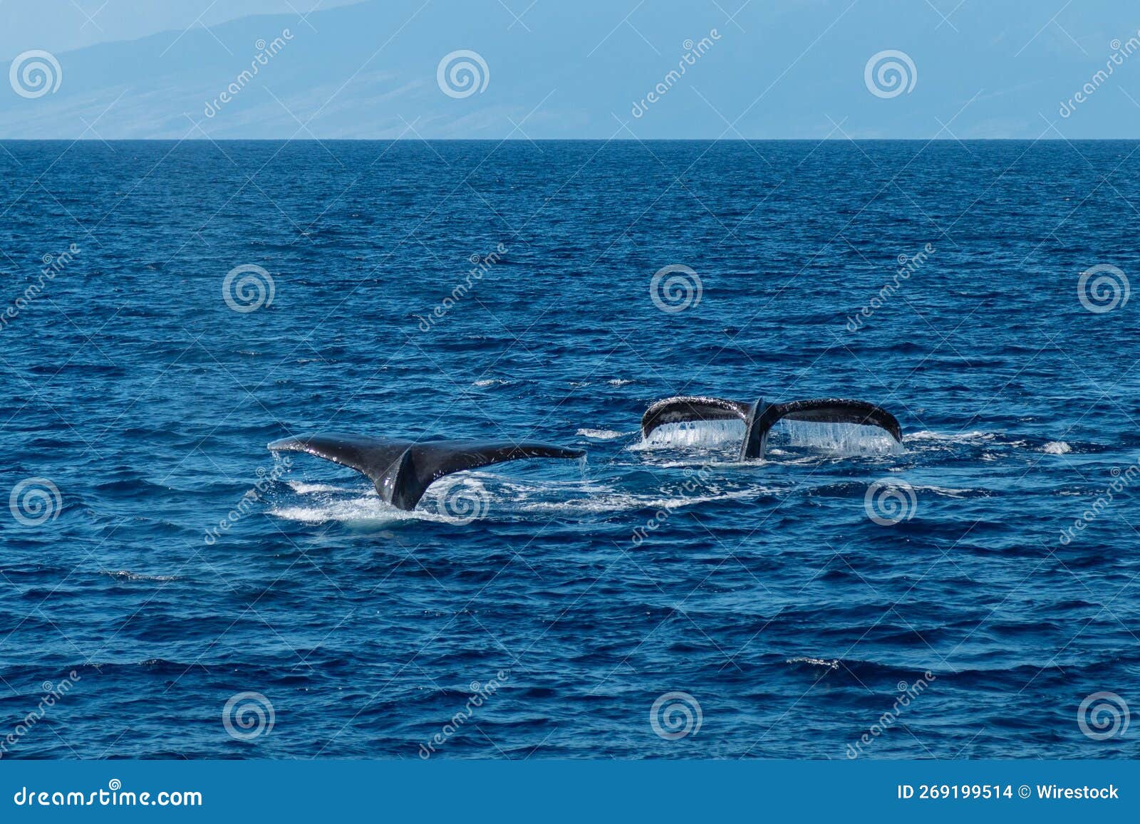 Two Whale Tails are Out in the Ocean Near the Mountains Stock Photo ...