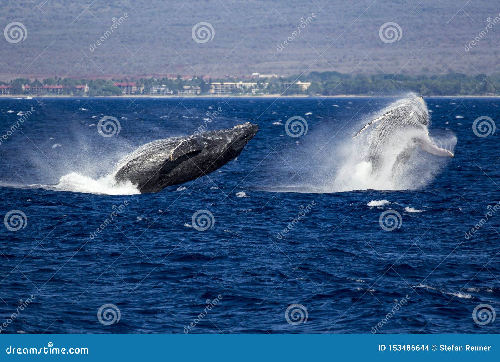 Two whales are jumping stock photo. Image of mammal - 153486644