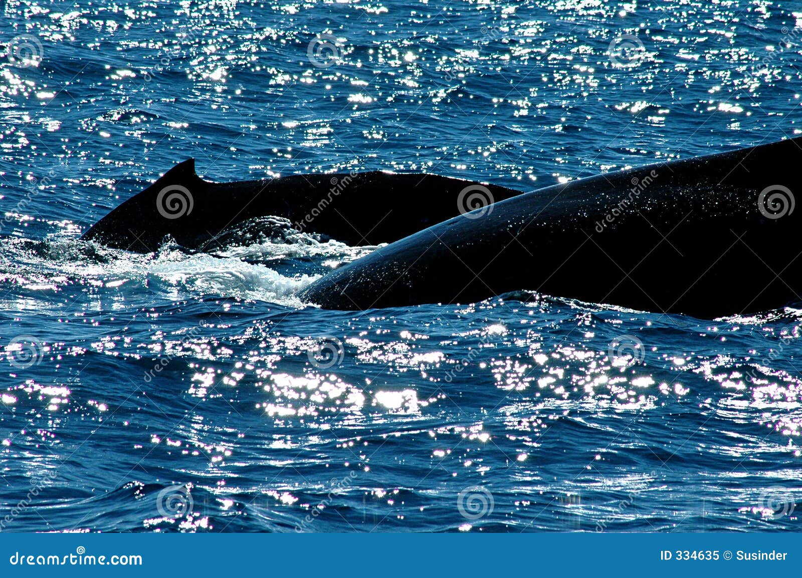 Two Whales Surfacing stock image. Image of ocean, humpback - 334635