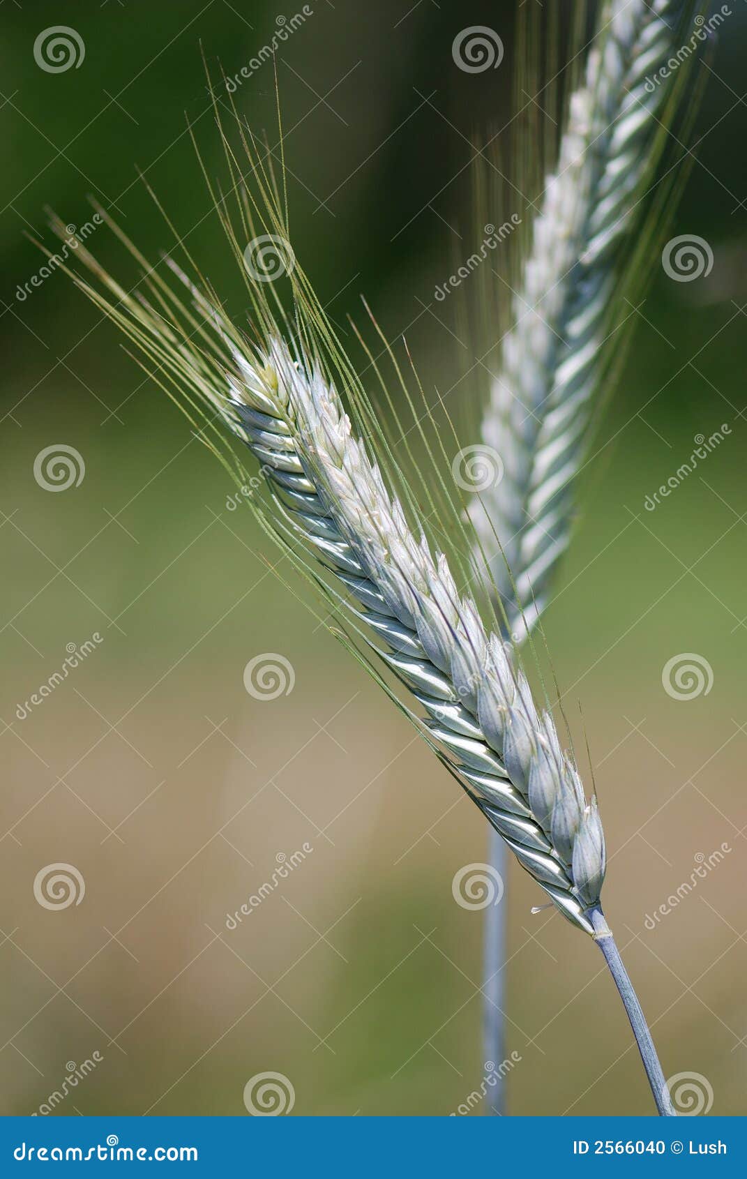 Two wheat stems stock photo. Image of food, healthy, closed - 2566040