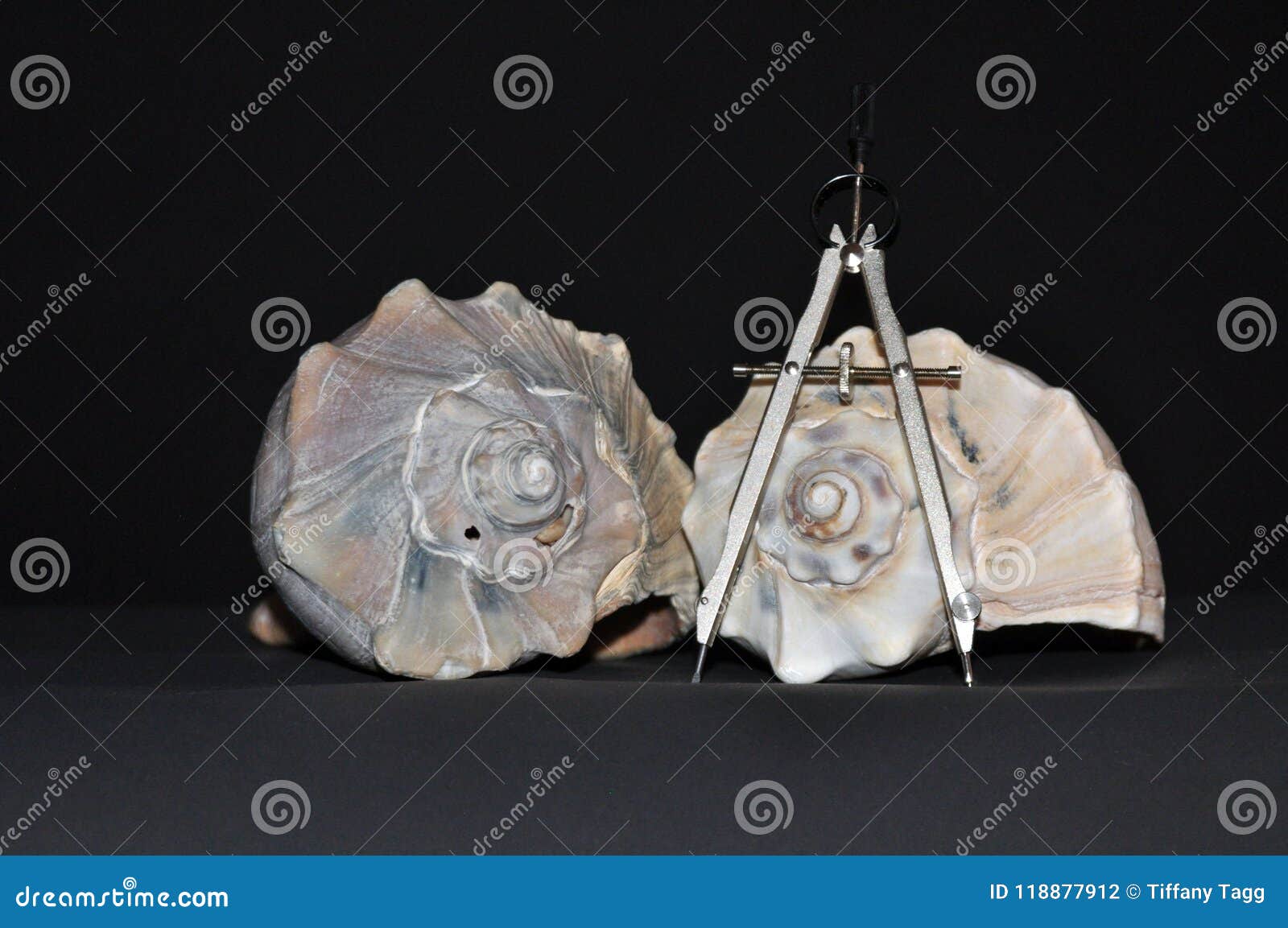 Two Whelk Shells with a Compass Surrounding One of the Shell`s Spiral ...