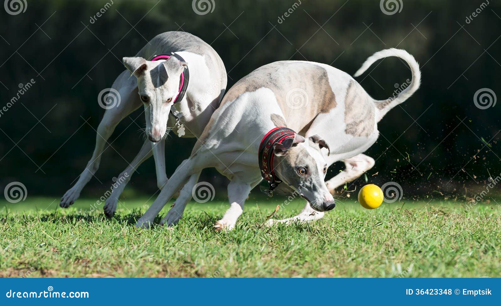 Royalty Free Images, Cartoons, Illustrations And Photos Designed By ...