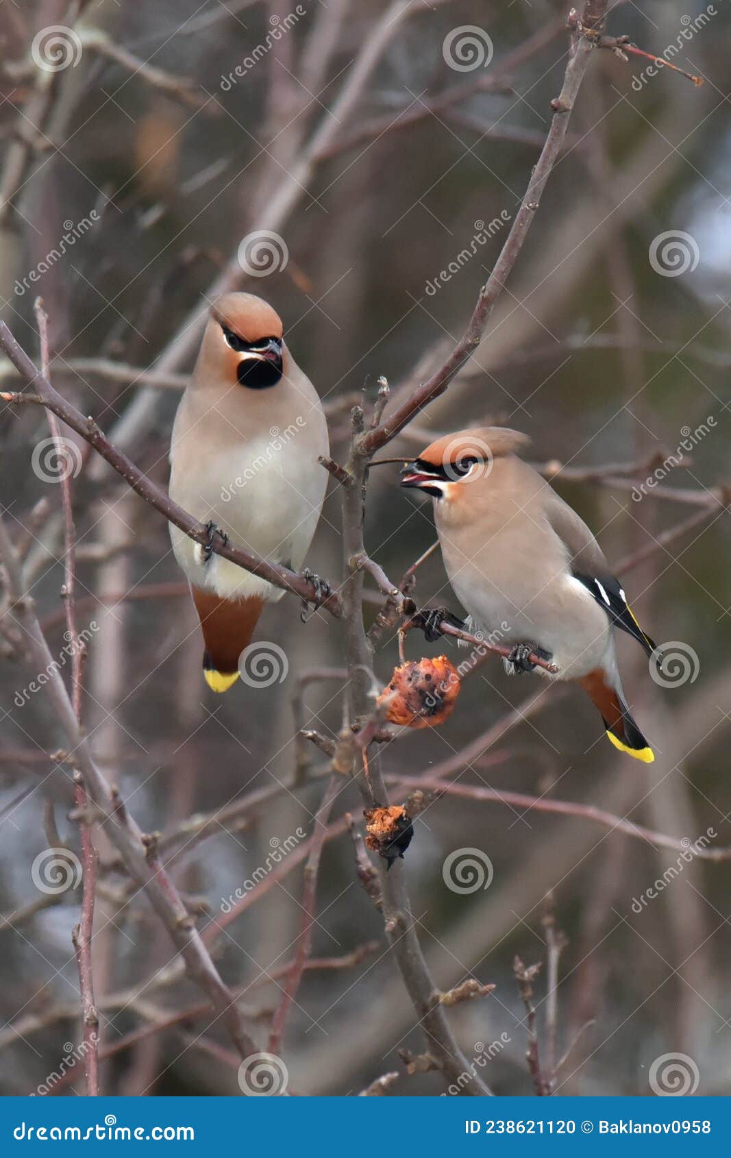 Whistles on a branch stock photo. Image of beak, nature - 238621120
